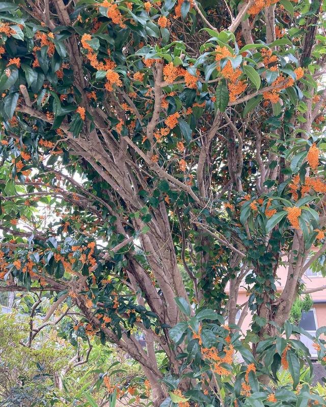 山科をテクテク キンモクセイ 甘くて爽やかなキンモクセイの香りが、そこかしこに漂う山科を今日も... - 森かずとし（モリカズトシ） ｜ 選挙 ...